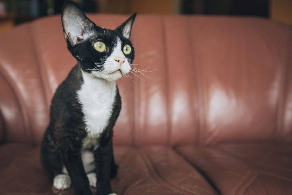 5 Adorable Cat Breeds With Curly Whiskers