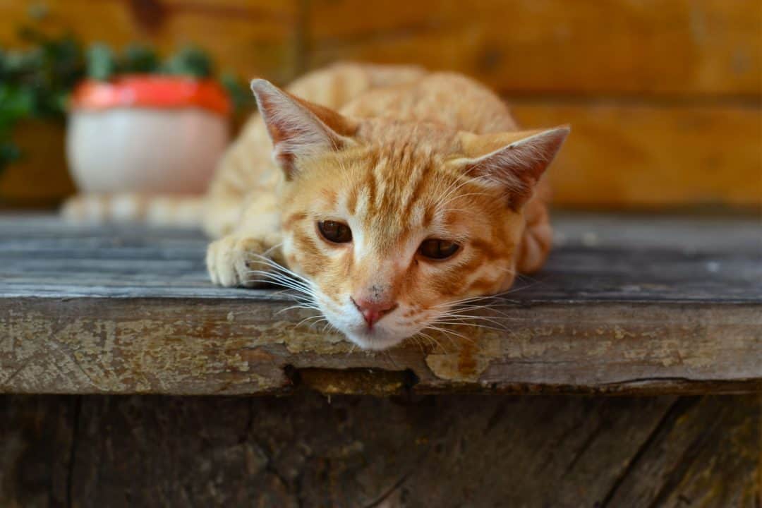 5 Explanations For A Cat's Swollen Lip, And How To Help