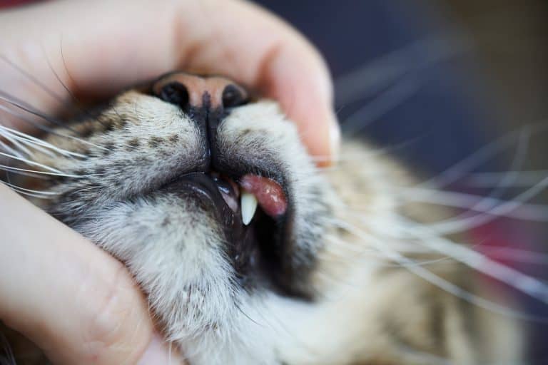 5 Explanations For A Cat's Swollen Lip, And How To Help