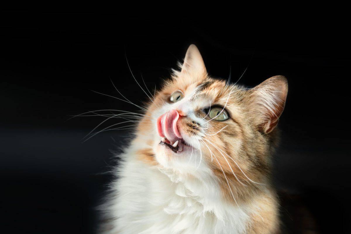 5 Explanations For A Cat's Swollen Lip, And How To Help