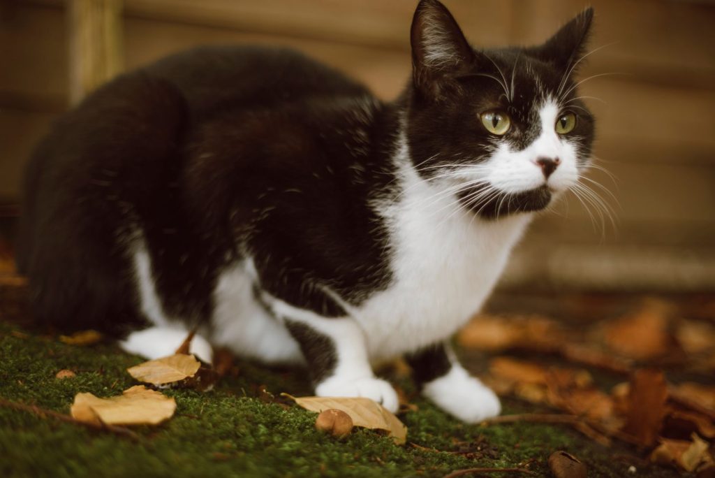 What's The Story Behind The Fat Tuxedo Cats?