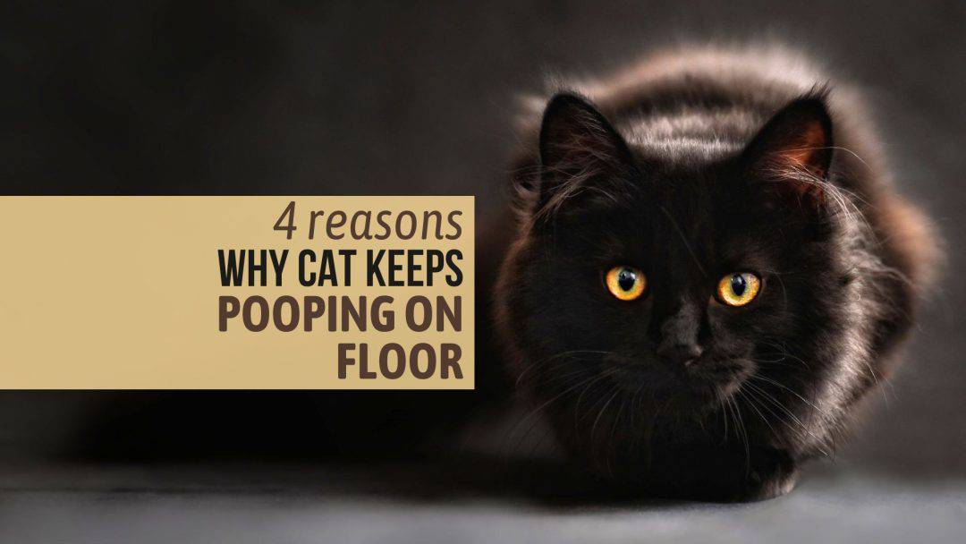 4 Reasons Why Cat Keeps Pooping On Floor, With Solutions