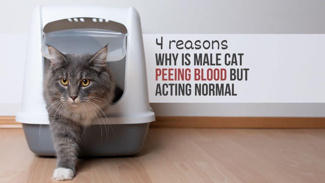 4 Reasons Why Is Male Cat Peeing Blood But Acting Normal
