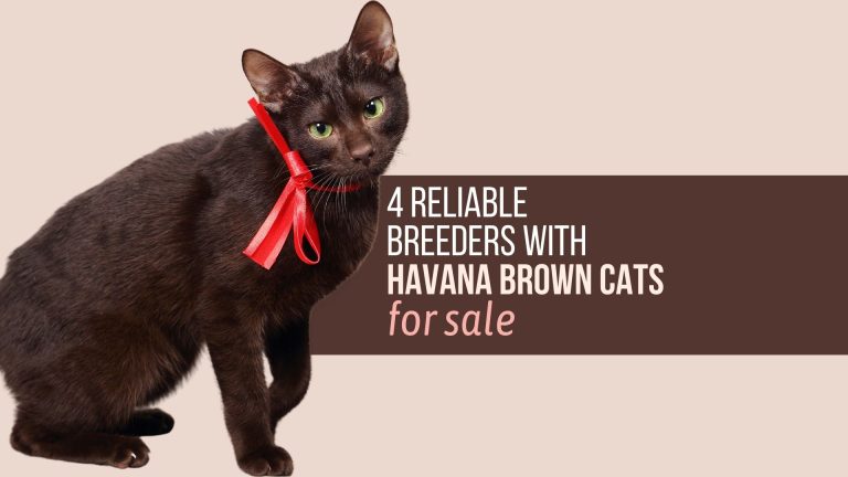 4 Reliable Breeders With Havana Brown Cats For Sale