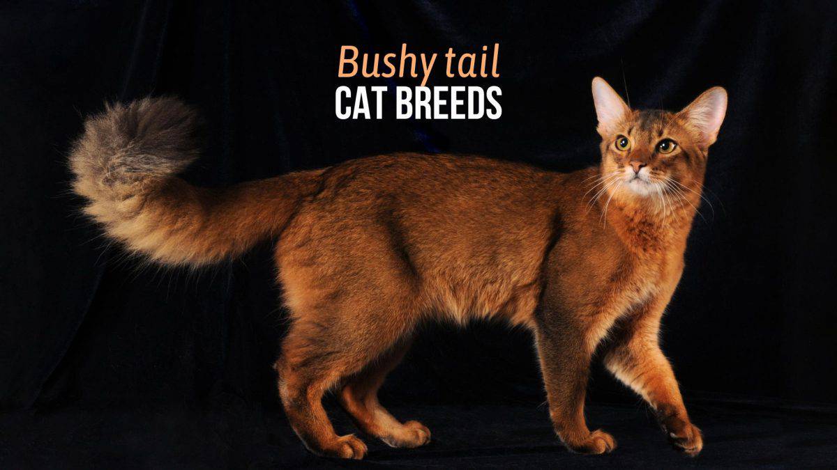 7 Adorable Bushy Tail Cat Breeds