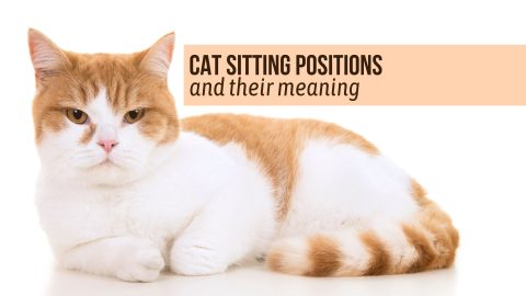 7 Cat Sitting Positions And Their Meaning Explained