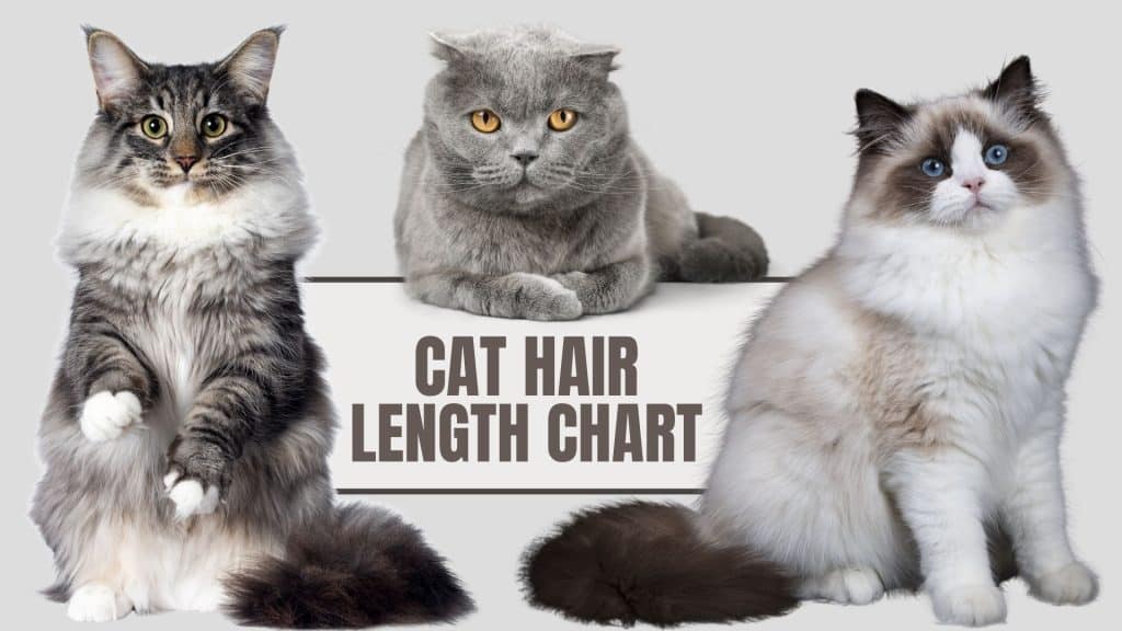 A Comprehensive Guide To Cat Hair Length Chart A Comprehensive Guide To Cat Hair Length Chart
