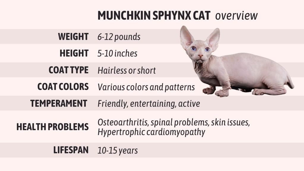 A Detailed Guide To Bambino, The Munchkin Sphynx Cat Mix
