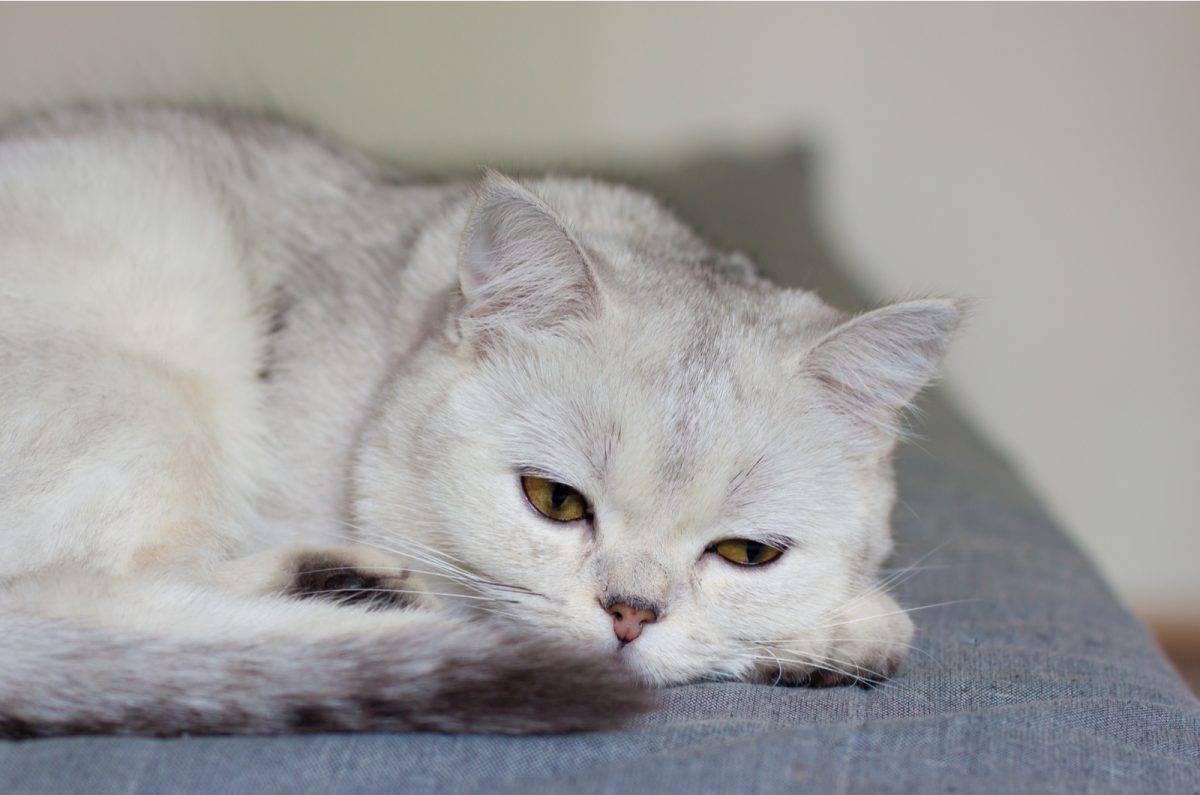 4 Causes Of Green Cat Poop, With Tips On How To Help