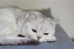 4 Causes Of Green Cat Poop, With Tips On How To Help