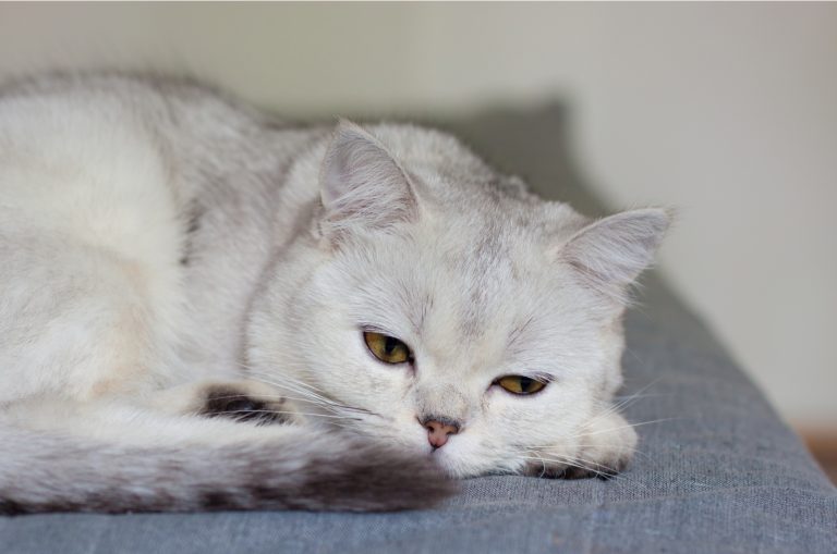 4 Causes Of Green Cat Poop, With Tips On How To Help