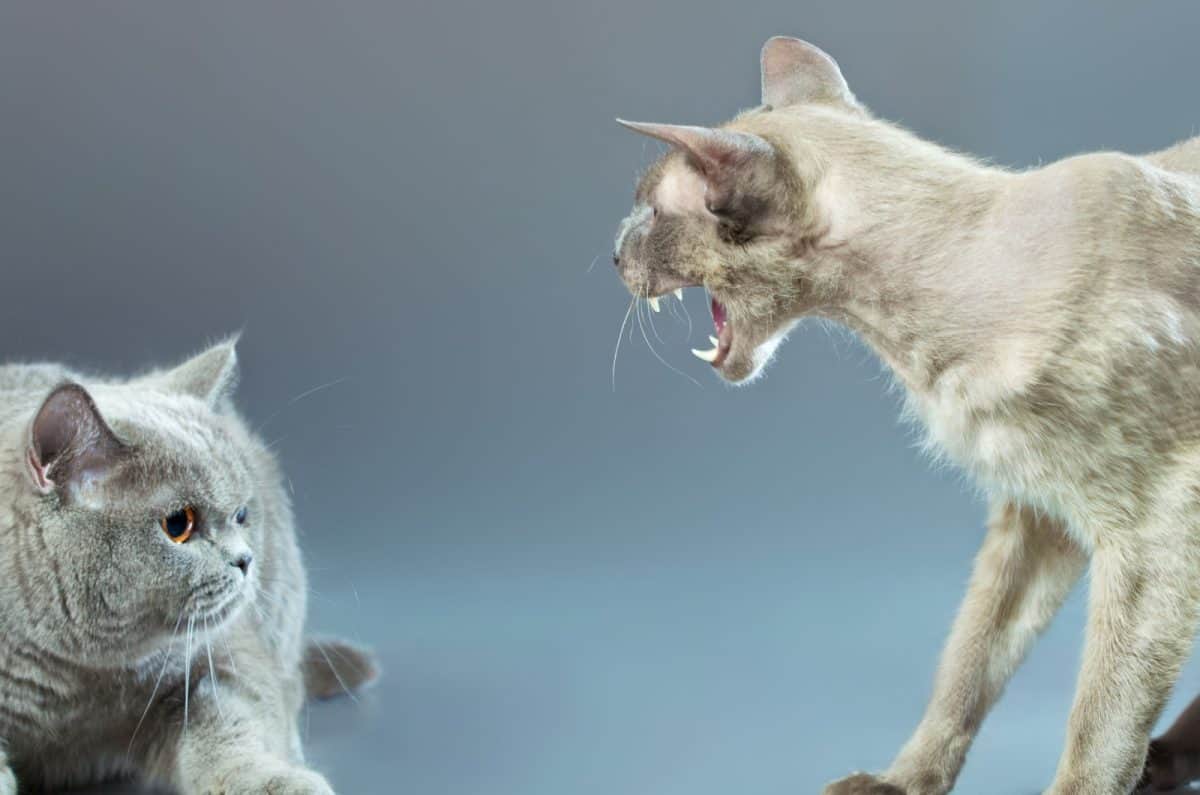4 Reasons Why Is Cat Hissing At New Kitten, And How To Solve
