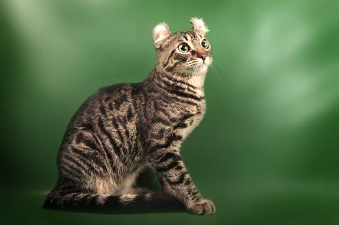 8 Long Nose Cat Breeds You'll Be Enchanted With