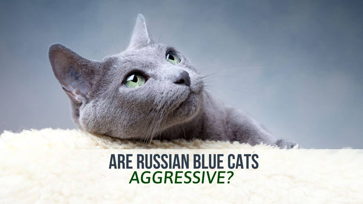 Are Russian Blue Cats Aggressive, With 5 Helpful Tips