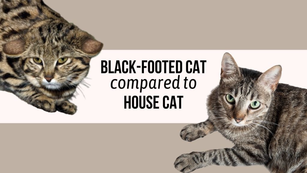 Black-Footed Cat Compared To House Cat