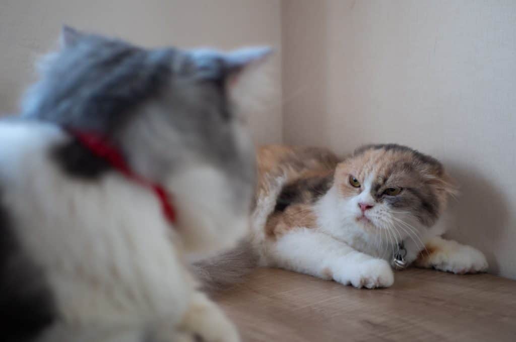 4 Reasons Why Is Cat Hissing At New Kitten, And How To Solve