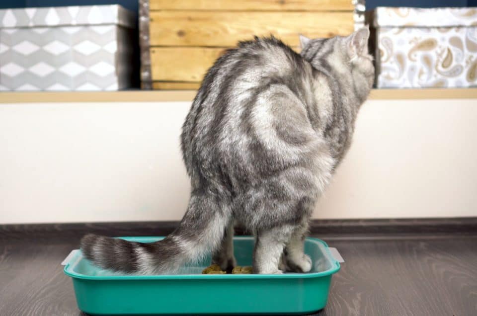 Is A Light Brown Cat Poop A Reason For Concern?