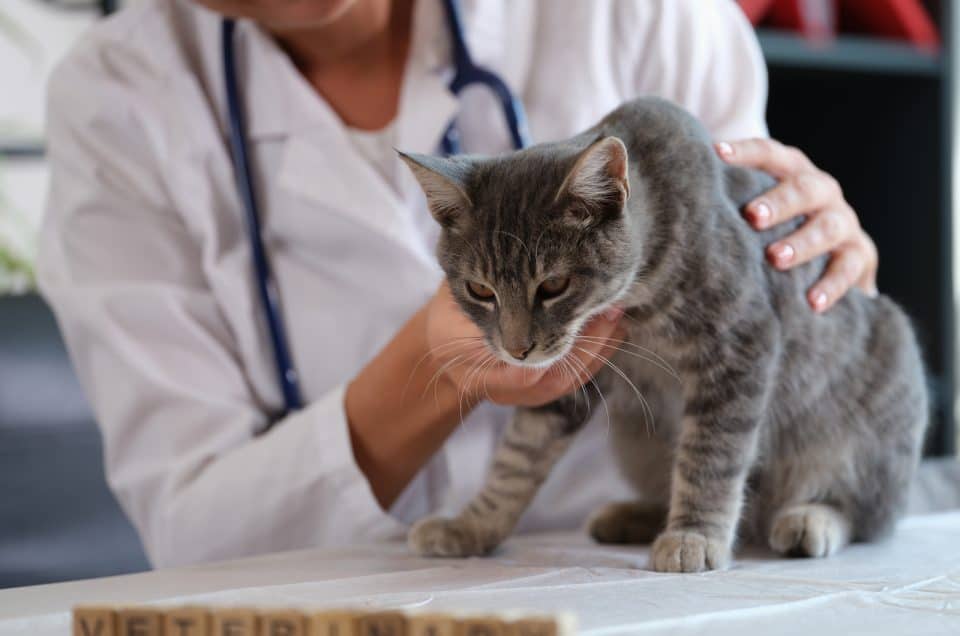 4 Causes Of Green Cat Poop, With Tips On How To Help