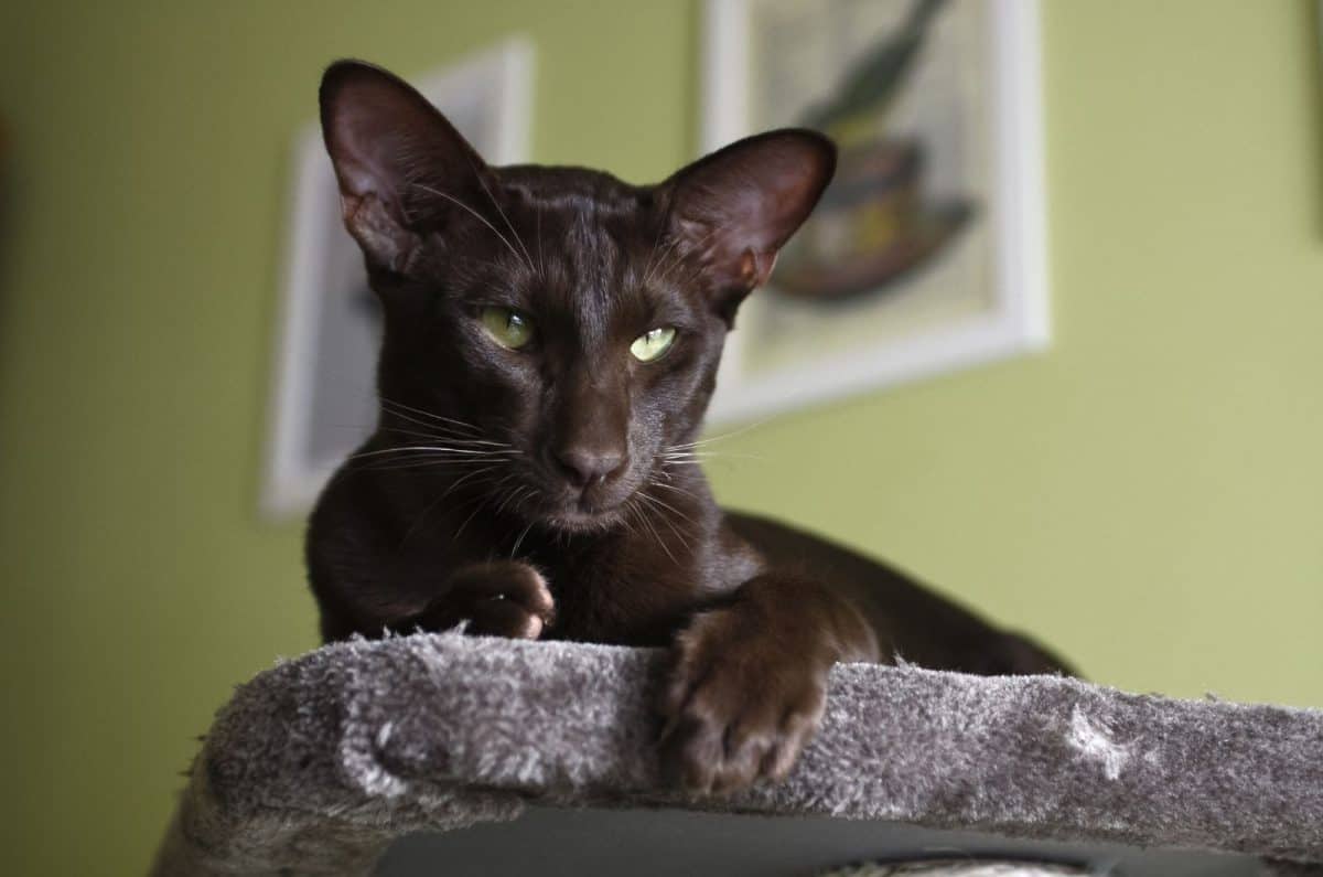 4 Reliable Breeders With Havana Brown Cats For Sale