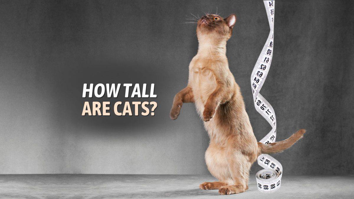 How Tall Are Cats And What Are The Tallest And Shortest Breeds?