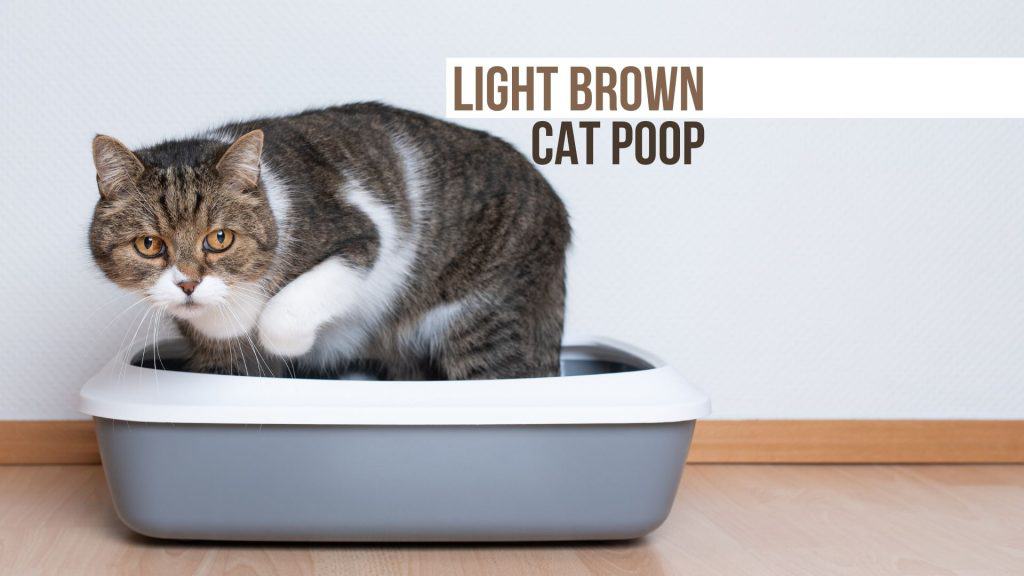 Is A Light Brown Cat Poop A Reason For Concern?