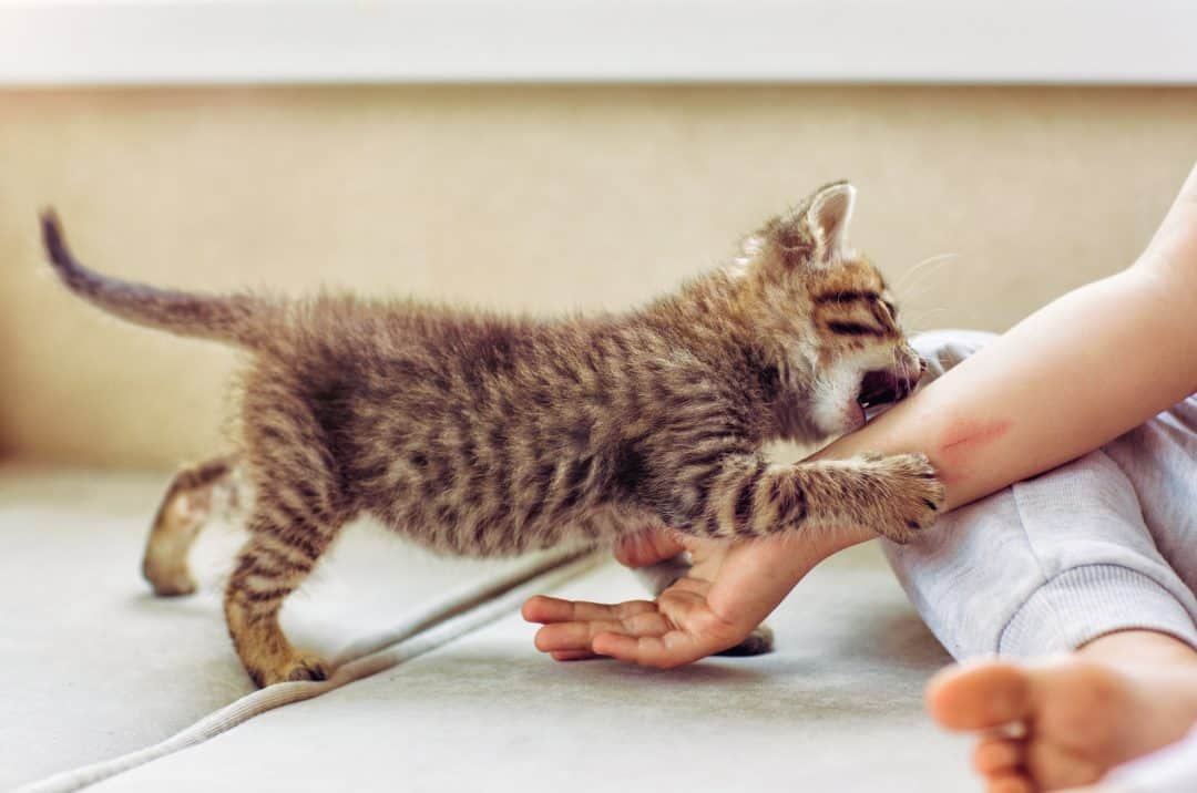 6 Reasons Why Does Your Cat Hug Your Arm and Bites You
