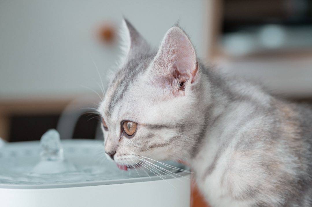 How To Cure Fading Kitten Syndrome At Home?