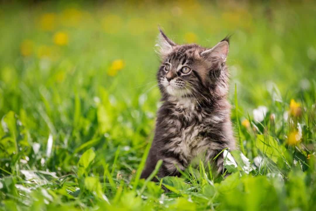 4 Breeders With Maine Coon Kittens For Sale In South Carolina