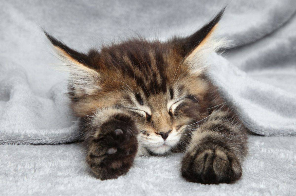 4 Breeders With Maine Coon Kittens For Sale In South Carolina