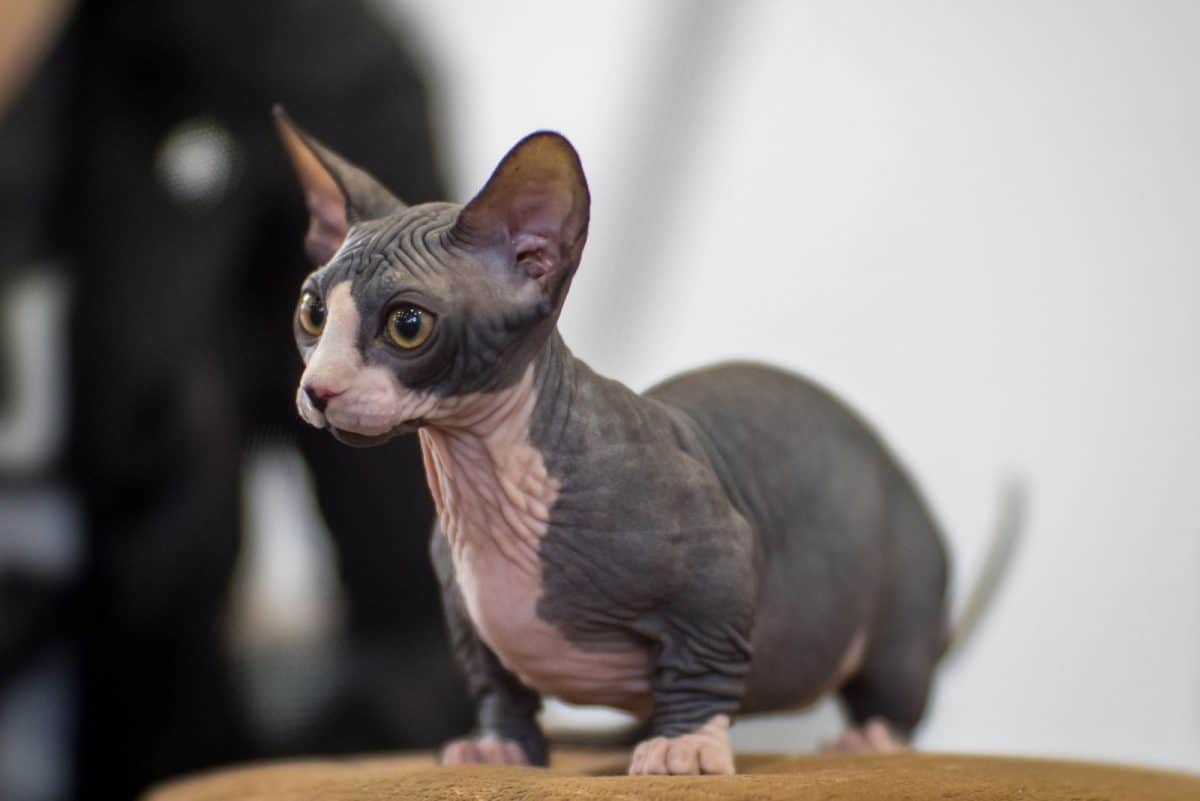 A Detailed Guide To Bambino, The Munchkin Sphynx Cat Mix