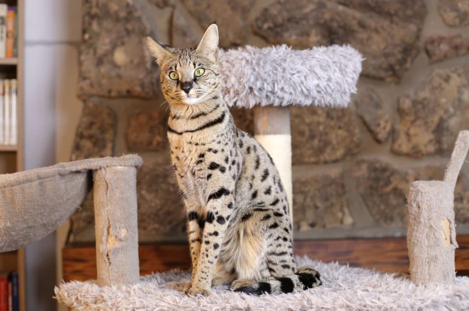 How Tall Are Cats And What Are The Tallest And Shortest Breeds?