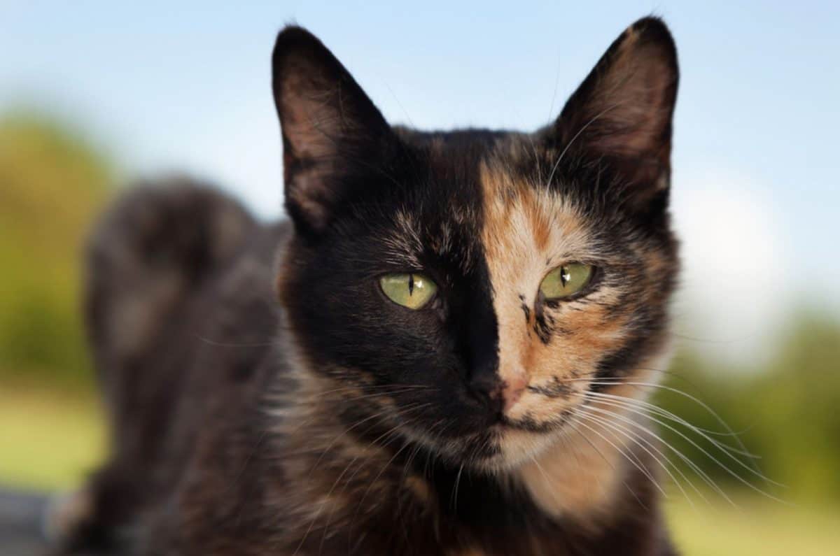 A Guide To Female Tortoiseshell Cat Personality And Behavior