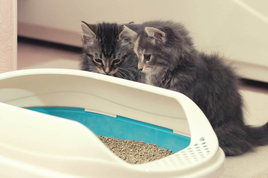 4 Causes Of Green Cat Poop, With Tips On How To Help