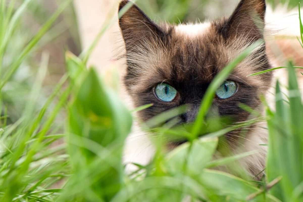 All Important Features Of Wonderful Ragamese Cats