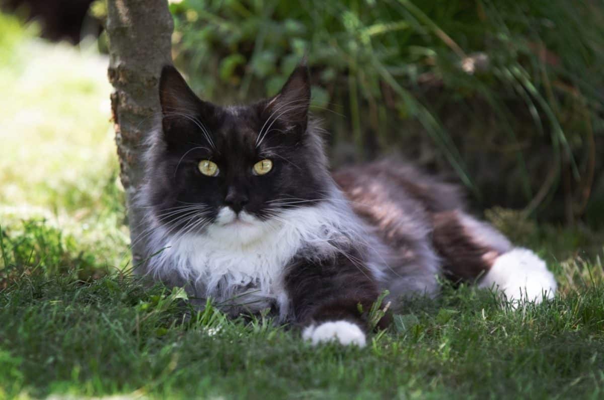A Guide To The Stunning White And Black Maine Coon