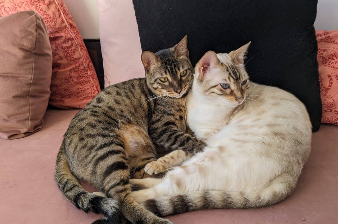 A Detailed Guide To The Fascinating Bengal Tabby Kitten