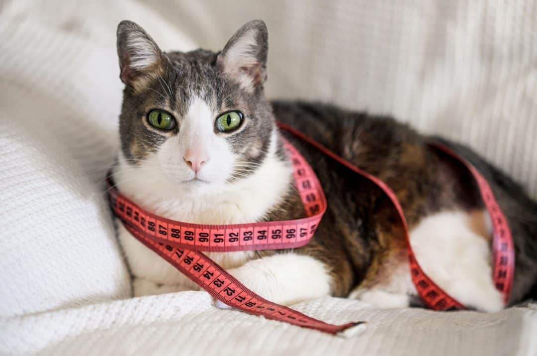 How Tall Are Cats And What Are The Tallest And Shortest Breeds?