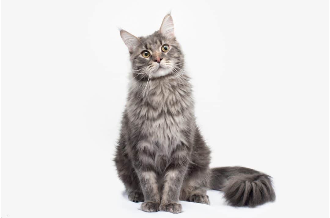 7 Cat Sitting Positions And Their Meaning Explained