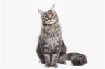 7 Cat Sitting Positions And Their Meaning Explained