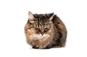7 Cat Sitting Positions And Their Meaning Explained