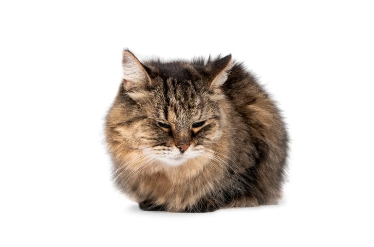 7 Cat Sitting Positions And Their Meaning Explained