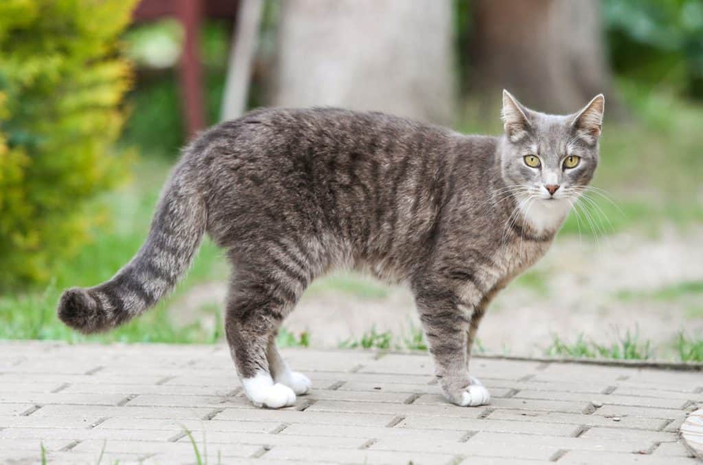 How Tall Are Cats And What Are The Tallest And Shortest Breeds?
