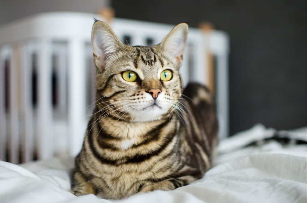 General Information About Bengal Mix With Maine Coon