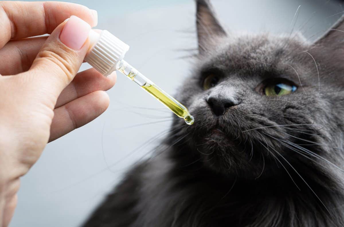 5 Reasons Why Does Your Cat Poop So Much And Tips How To Help