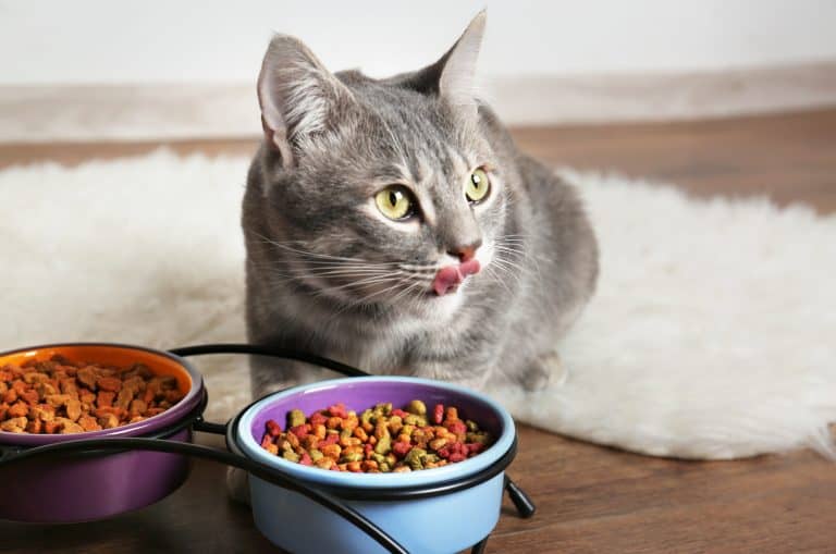 5 Reasons Why Does Your Cat Poop So Much And Tips How To Help