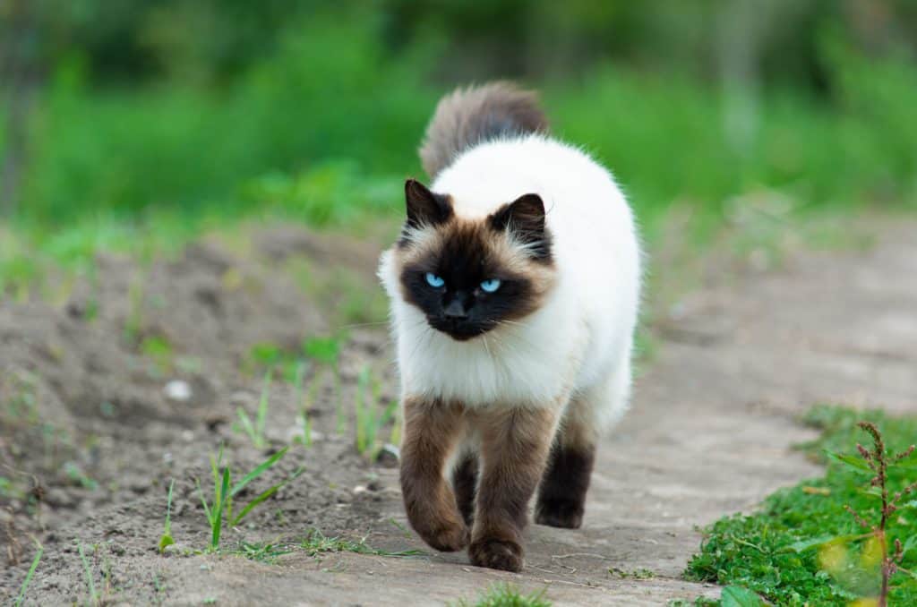 General Information About The Himalayan Siamese Cat