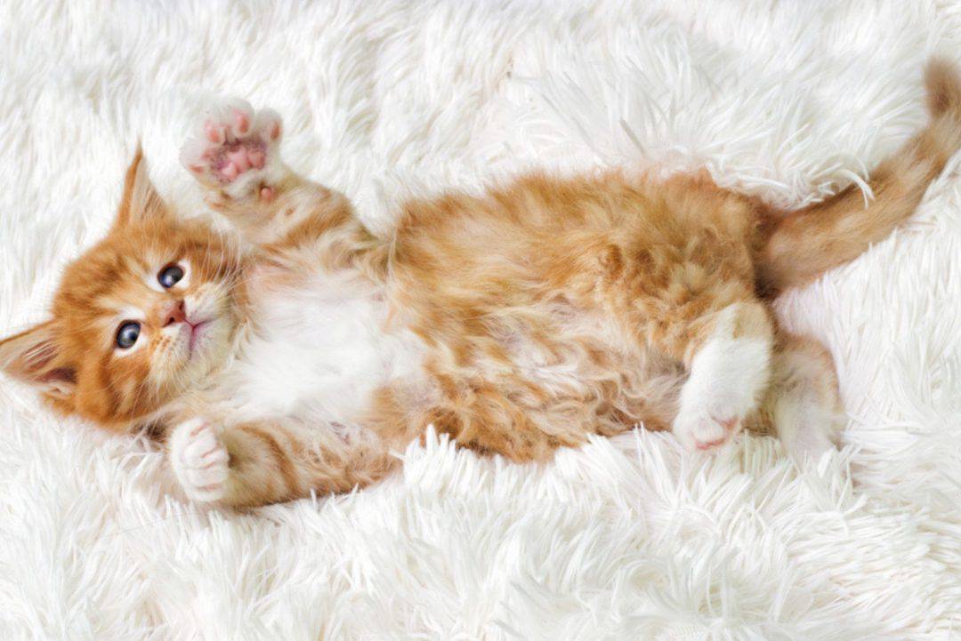 4 Breeders With Maine Coon Kittens For Sale In South Carolina