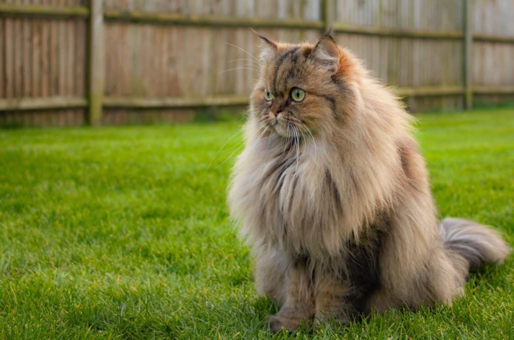 A Comprehensive Guide To Cat Hair Length Chart