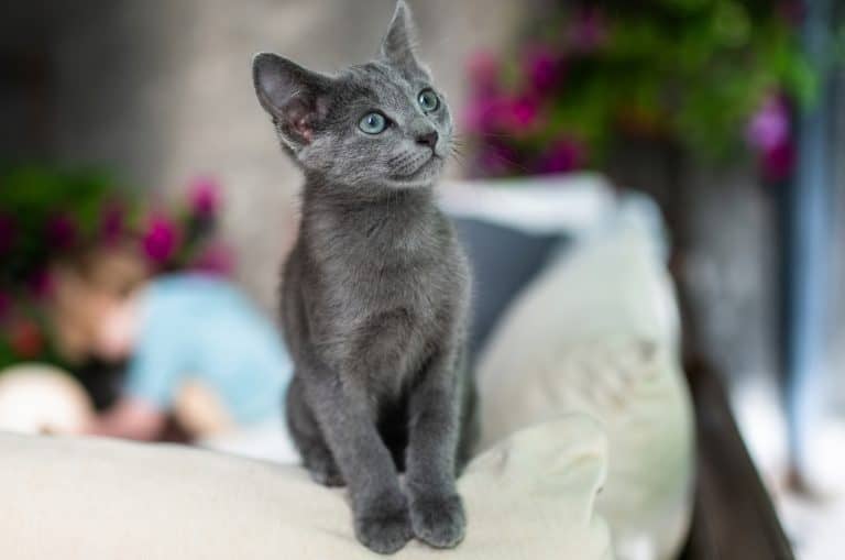 A Guide To The Lovely Russian Blue Siamese Mix