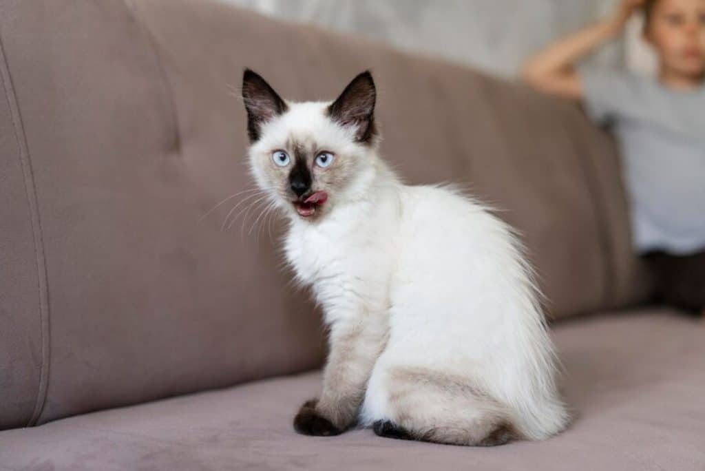 All Important Features Of Wonderful Ragamese Cats